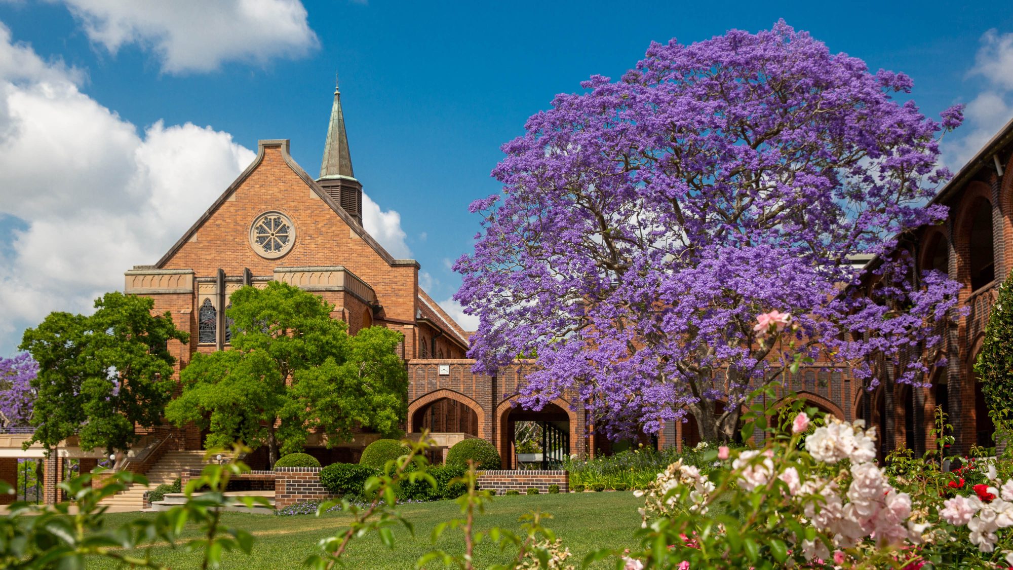 Happy 75th Birthday to our majestic Jacaranda Tree – Pymble Ladies' College