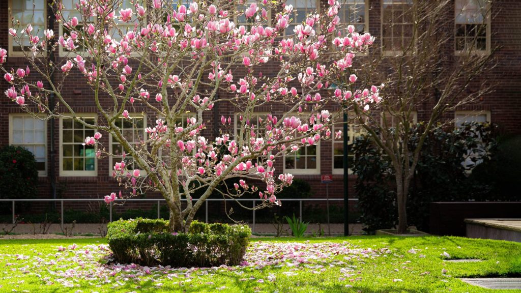 Teaching as your next career – Pymble Ladies' College